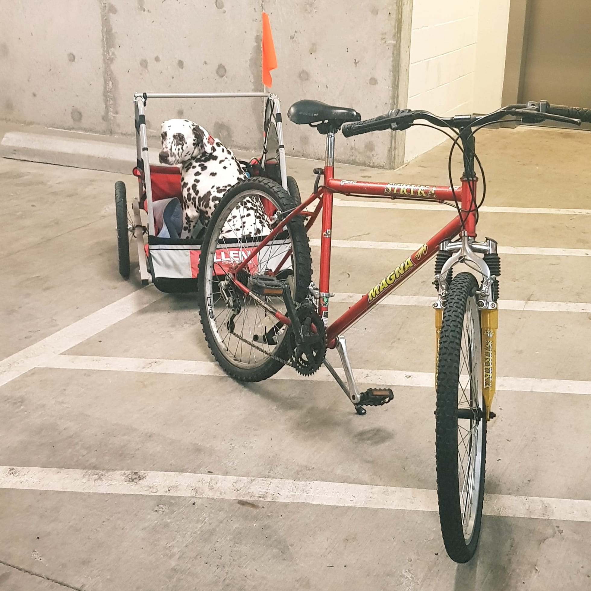 Dogs on bikes! Reader stories, photos, and my journey with my dalmatian ...